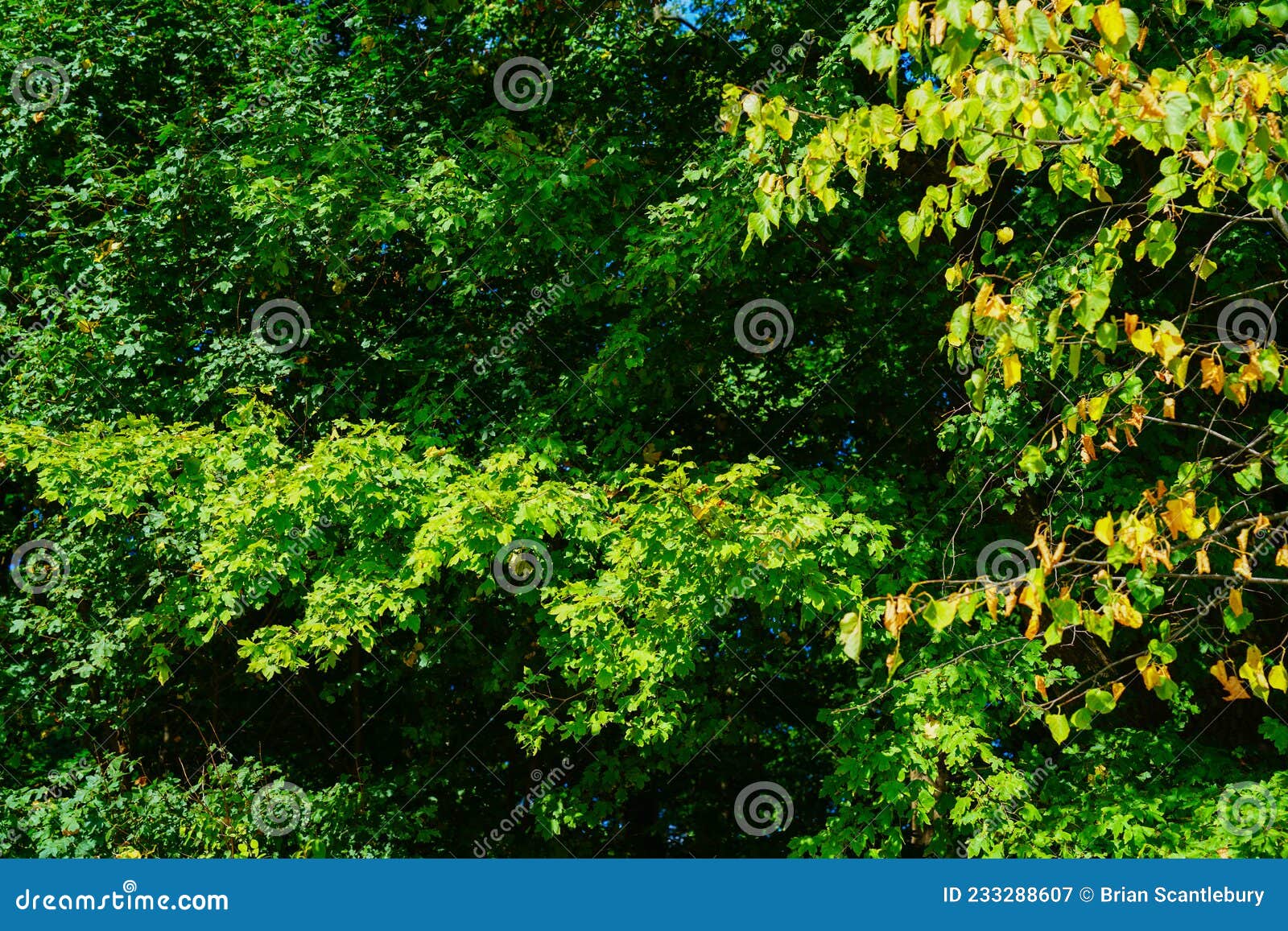 Greenery, Foliage of European Tree Full Frame for Nature or Background ...