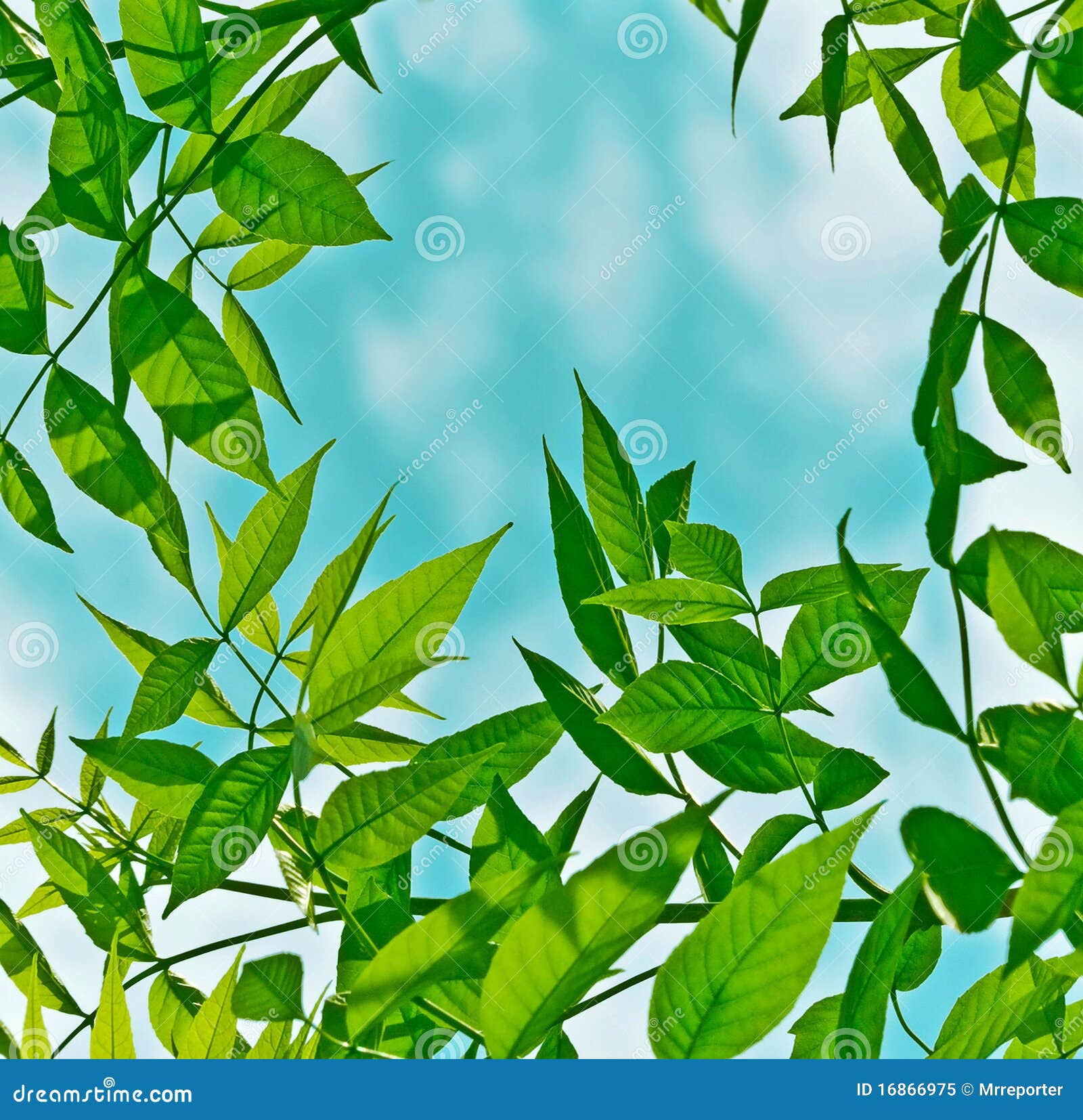 Greenery frame. stock image. Image of closeup, lush, foliage - 16866975