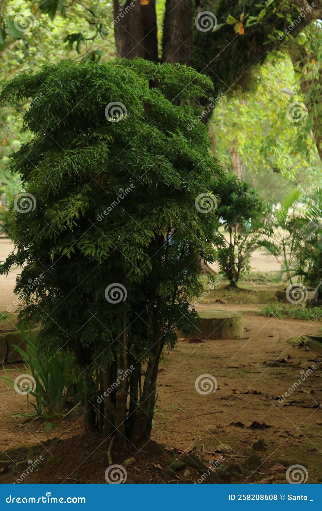 Greenery in the Garden and Trees Stock Photo - Image of woodland, shrub ...