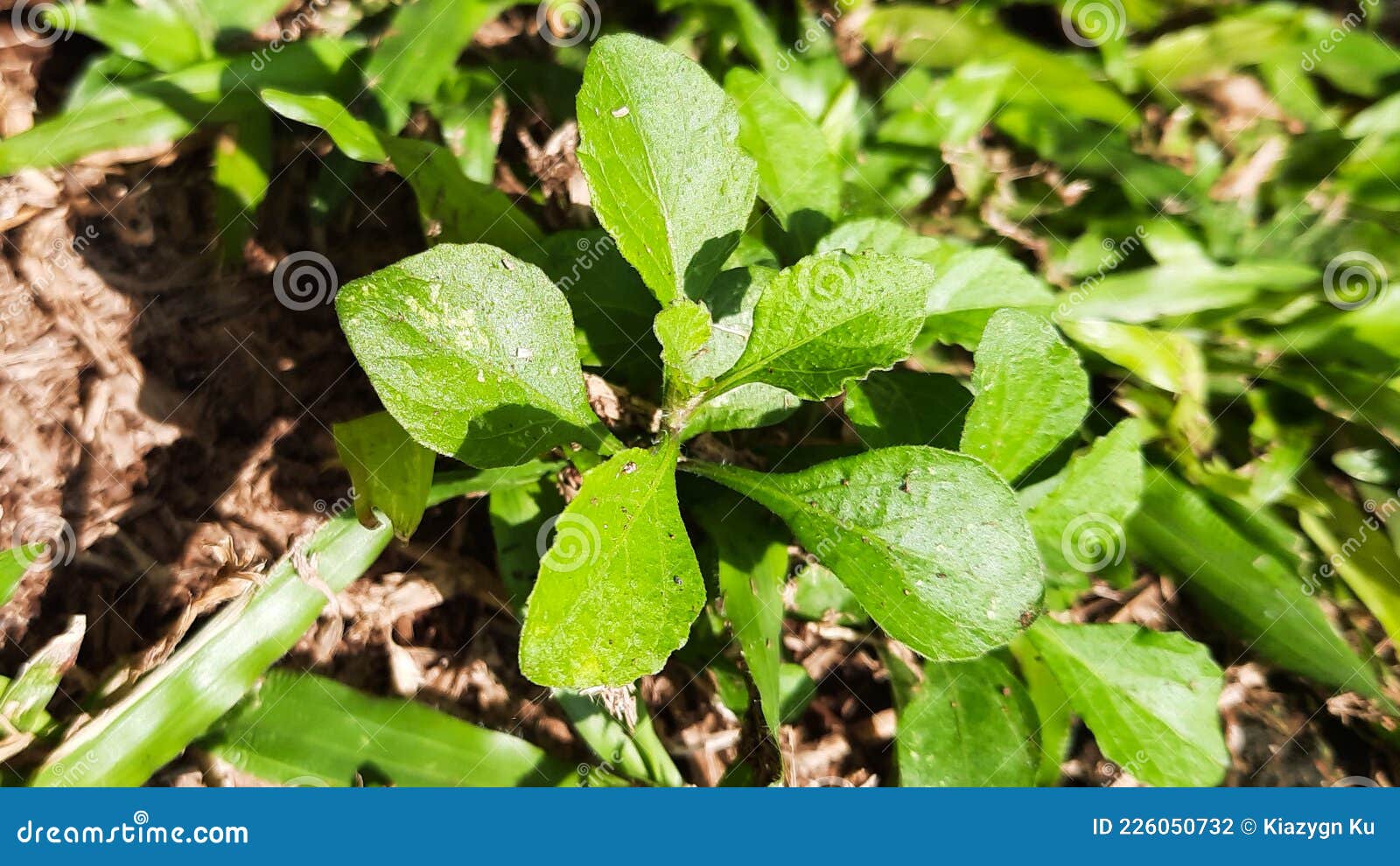 Greenery among the Grass and the Ground during the Day Stock Photo ...