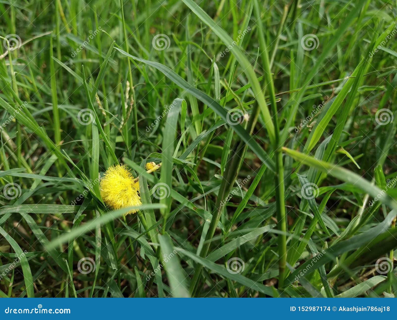 Greenery with grass stock photo. Image of nature, colour - 152987174