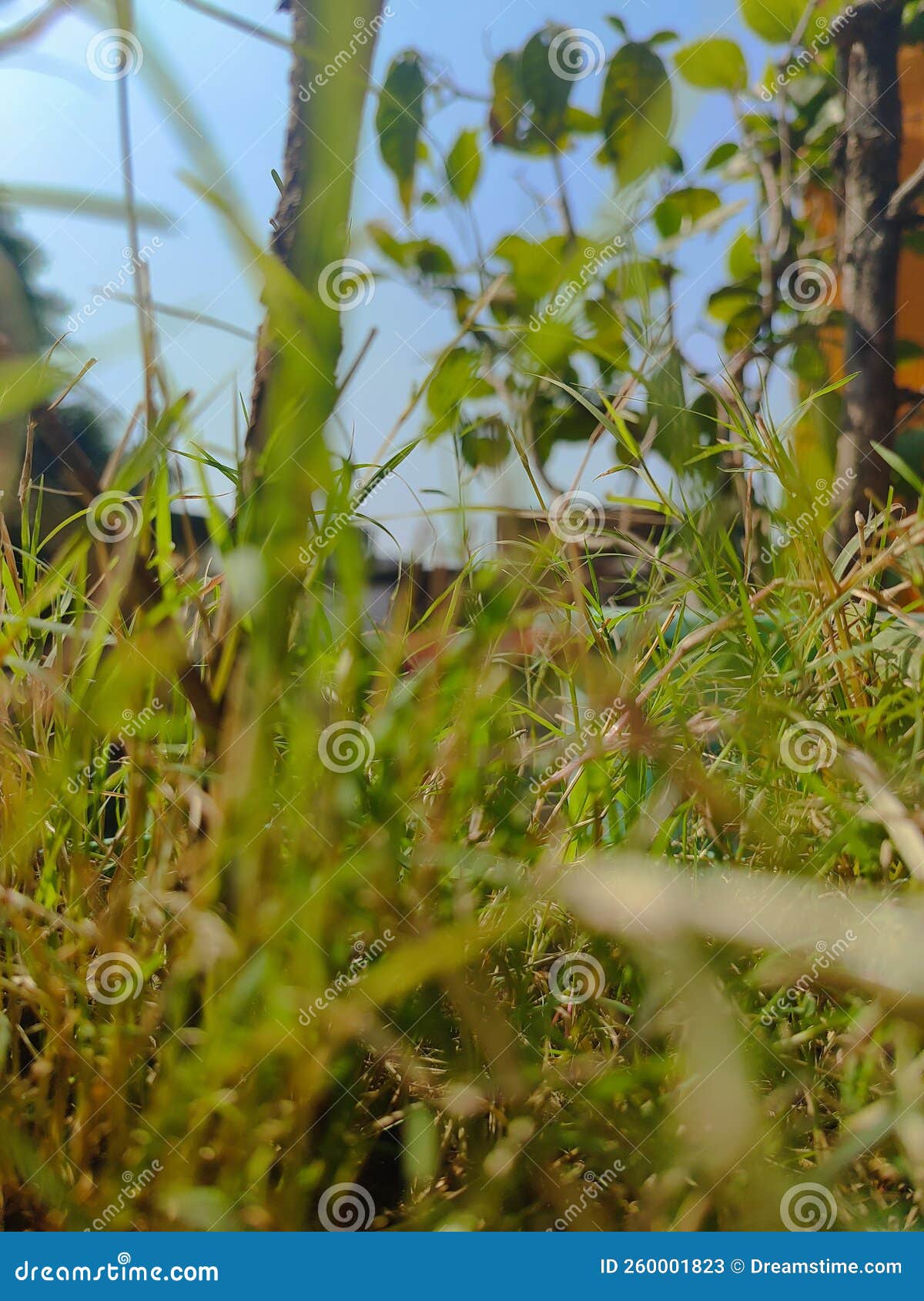 Greenery grasses in pot stock image. Image of shrub - 260001823
