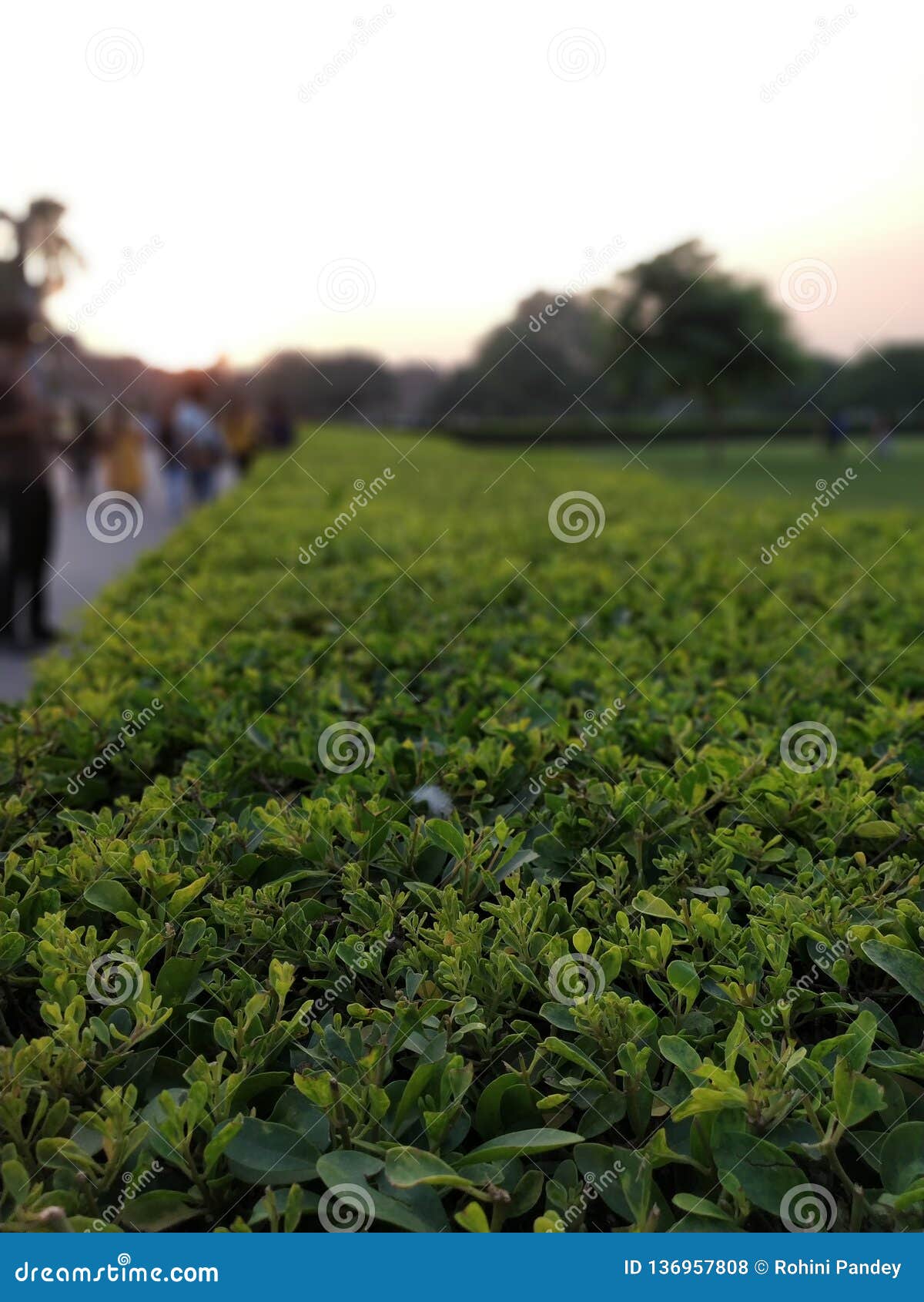 Greenery stock photo. Image of trees, green, greenery - 136957808
