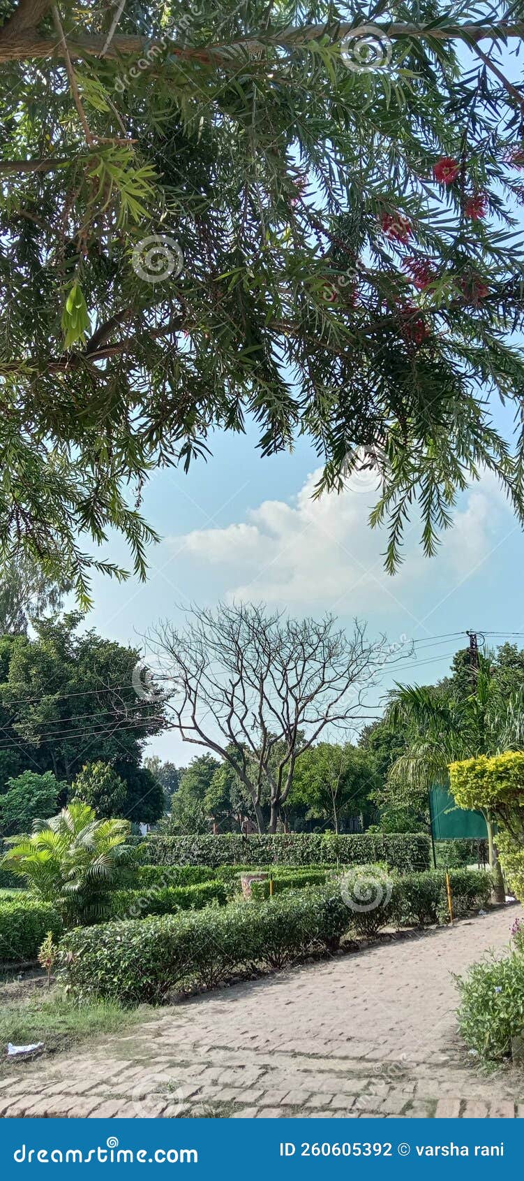 Greenery green landscape stock photo. Image of grass - 260605392