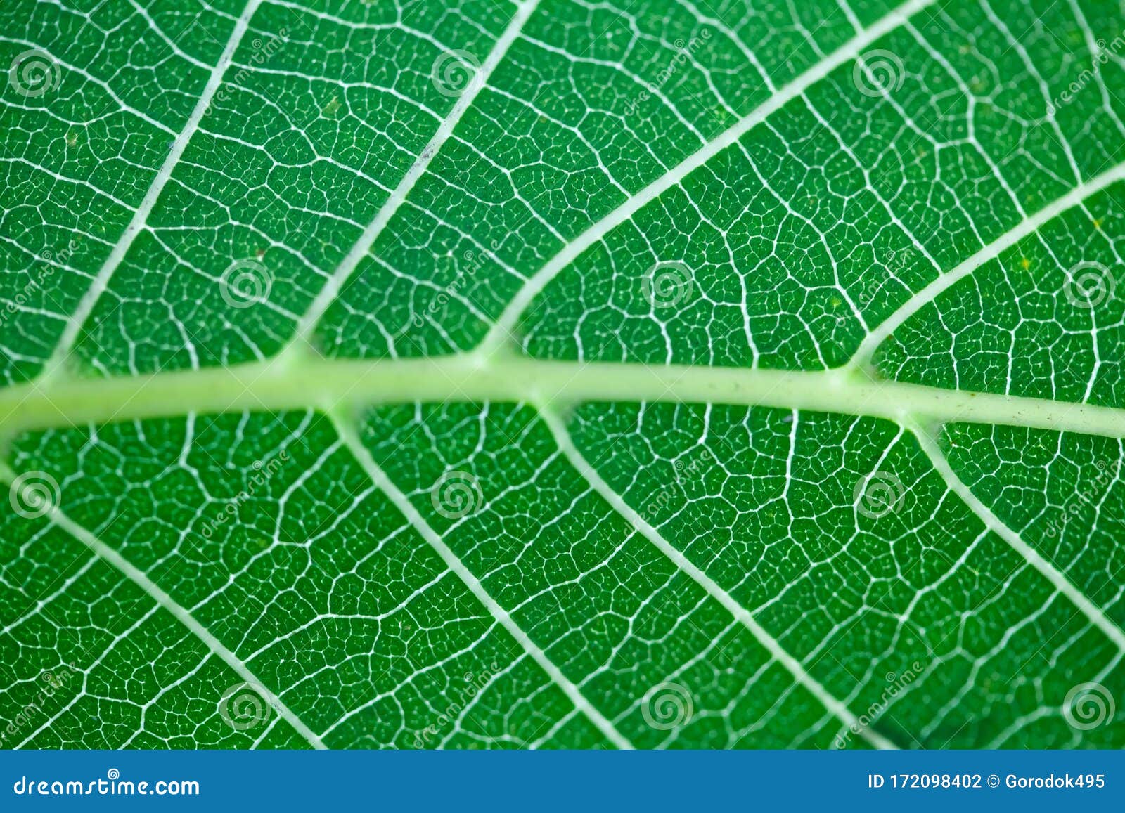Greenery Green Leaf Texture Pattern. Macro View Plant Skeleton and ...