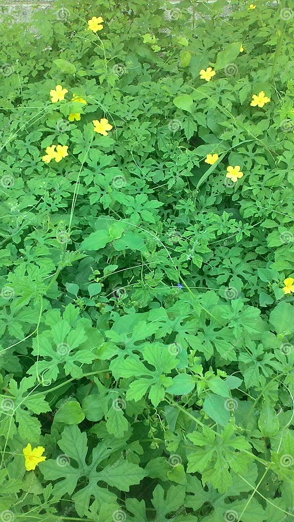 Greenery stock image. Image of greenery, green, plants - 108713191