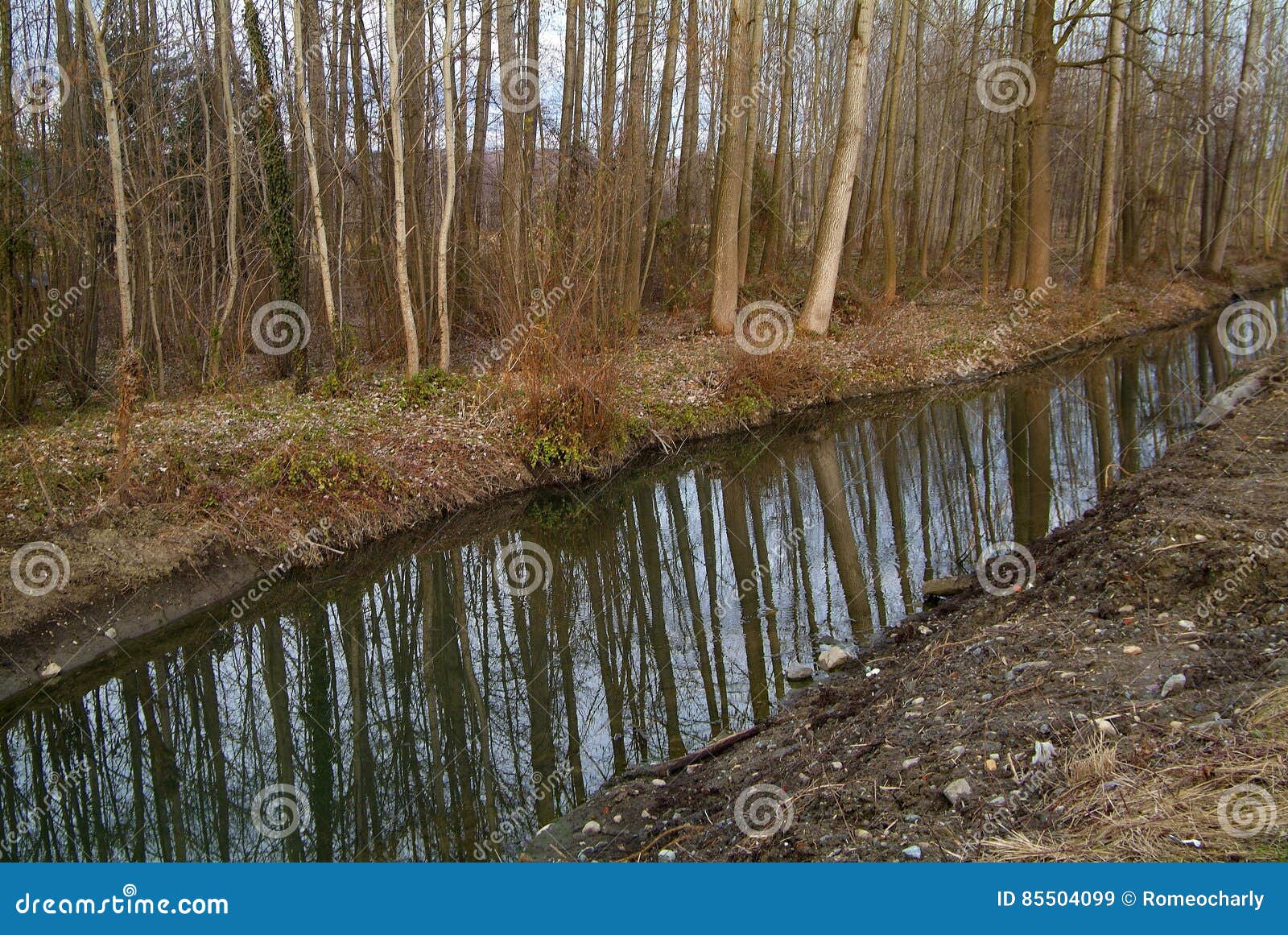 Greenery stock image. Image of greenery, leaves, outdoors - 85504099