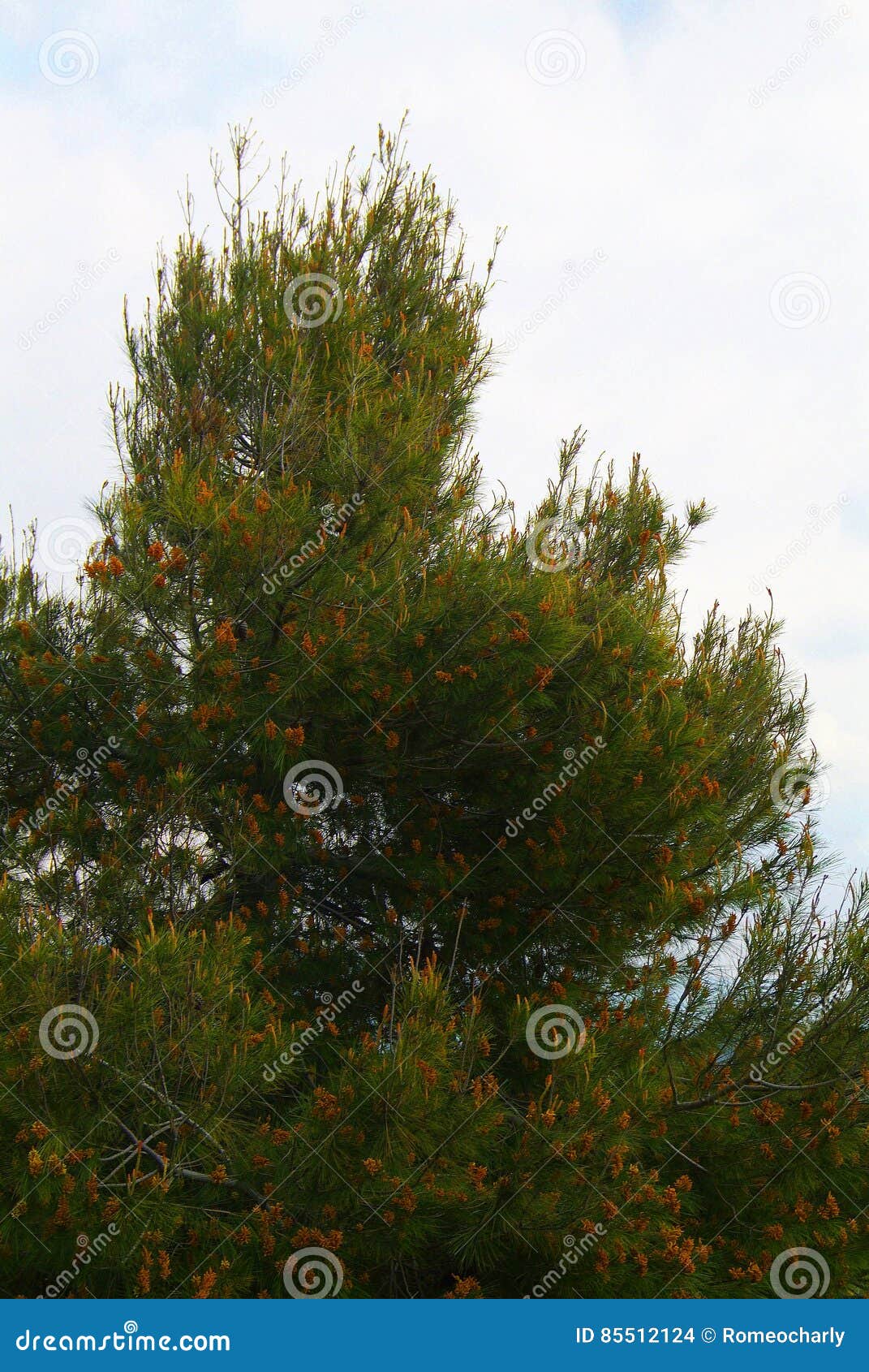 Greenery stock photo. Image of dark, horizontal, cold - 85512124