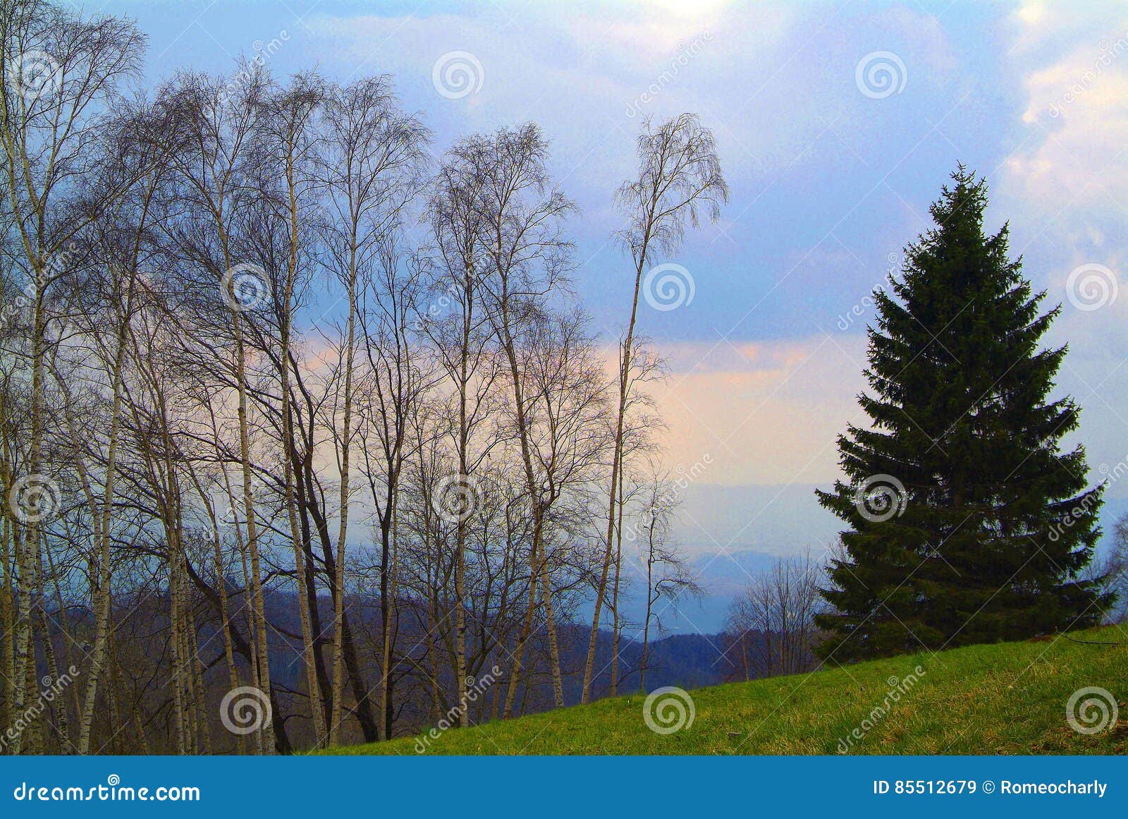 Greenery stock image. Image of foliage, ethereal, horizontal - 85512679