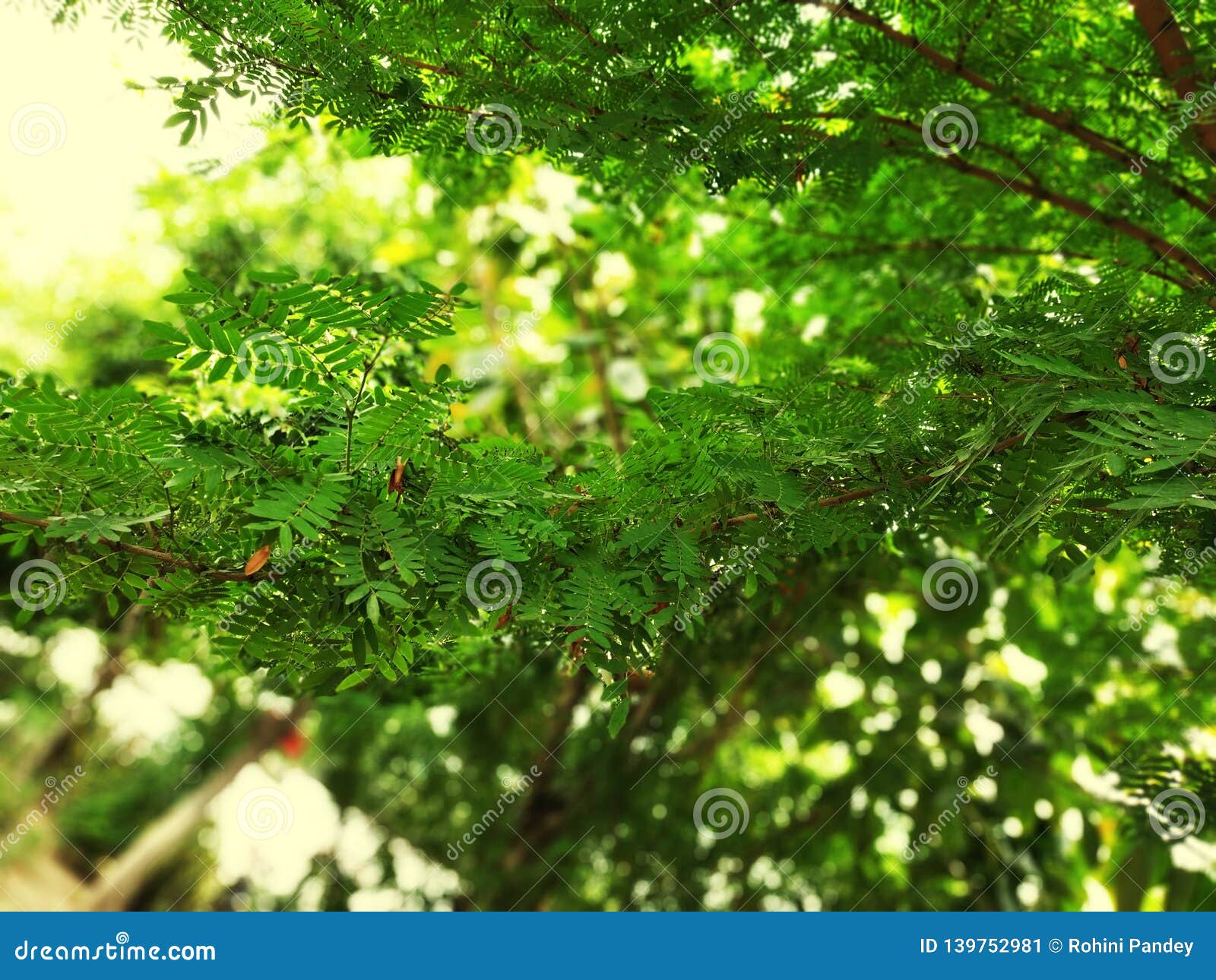Greenery stock image. Image of greenery, leaves, branches - 139752981