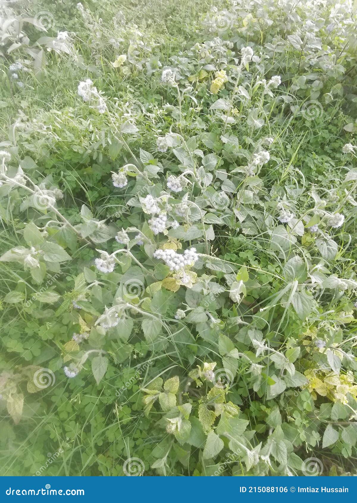 Greenery on ground stock photo. Image of greenery, cooler - 215088106