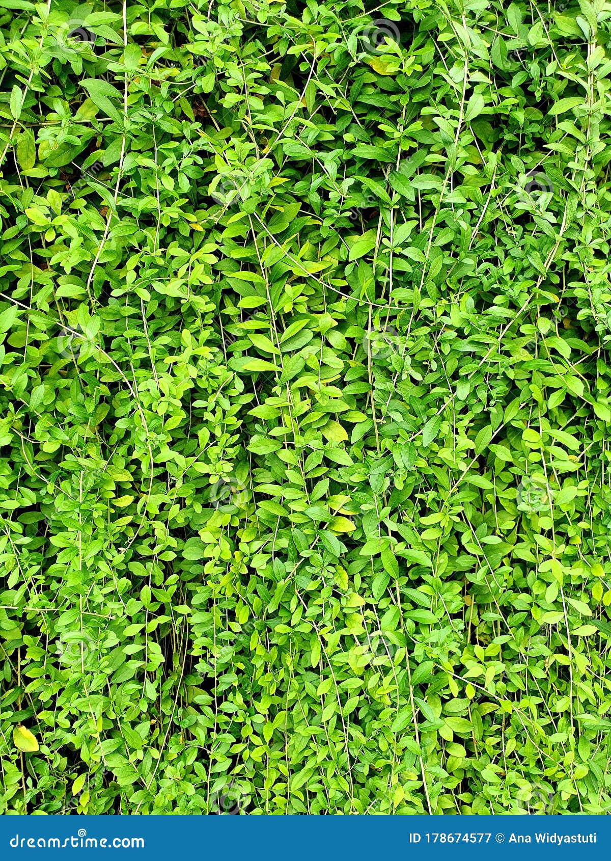 Greenery Hanging on the Edge of an Urban Road Stock Image - Image of ...