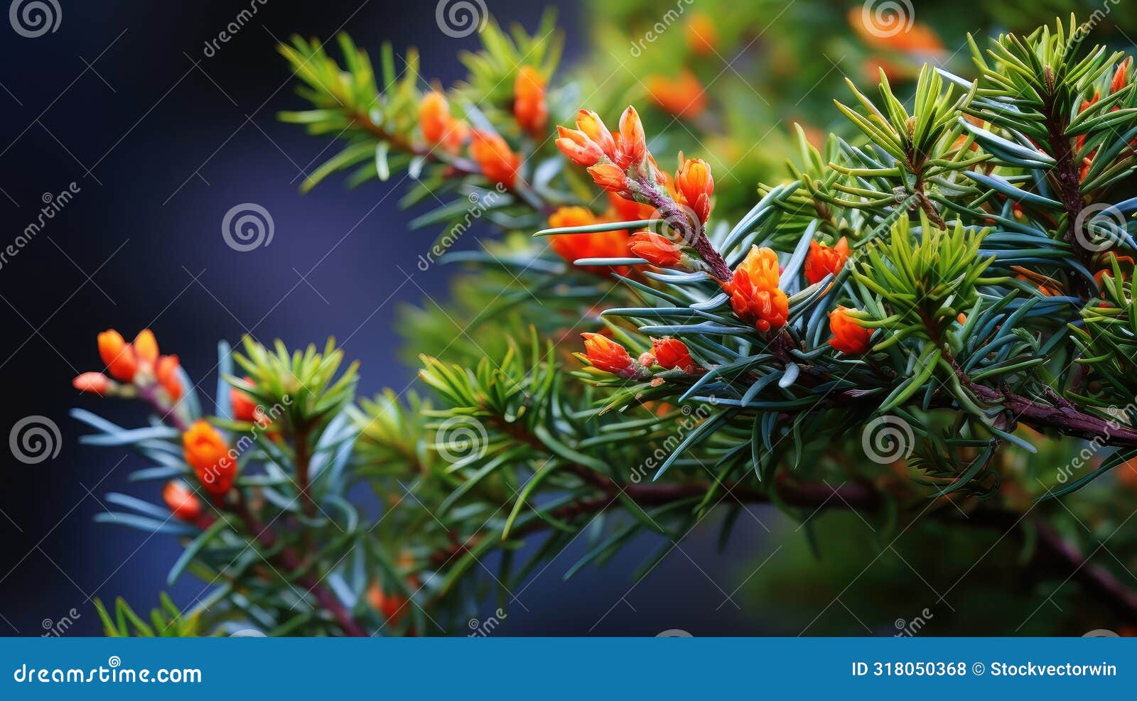 Greenery juniper sprig stock illustration. Illustration of colors ...