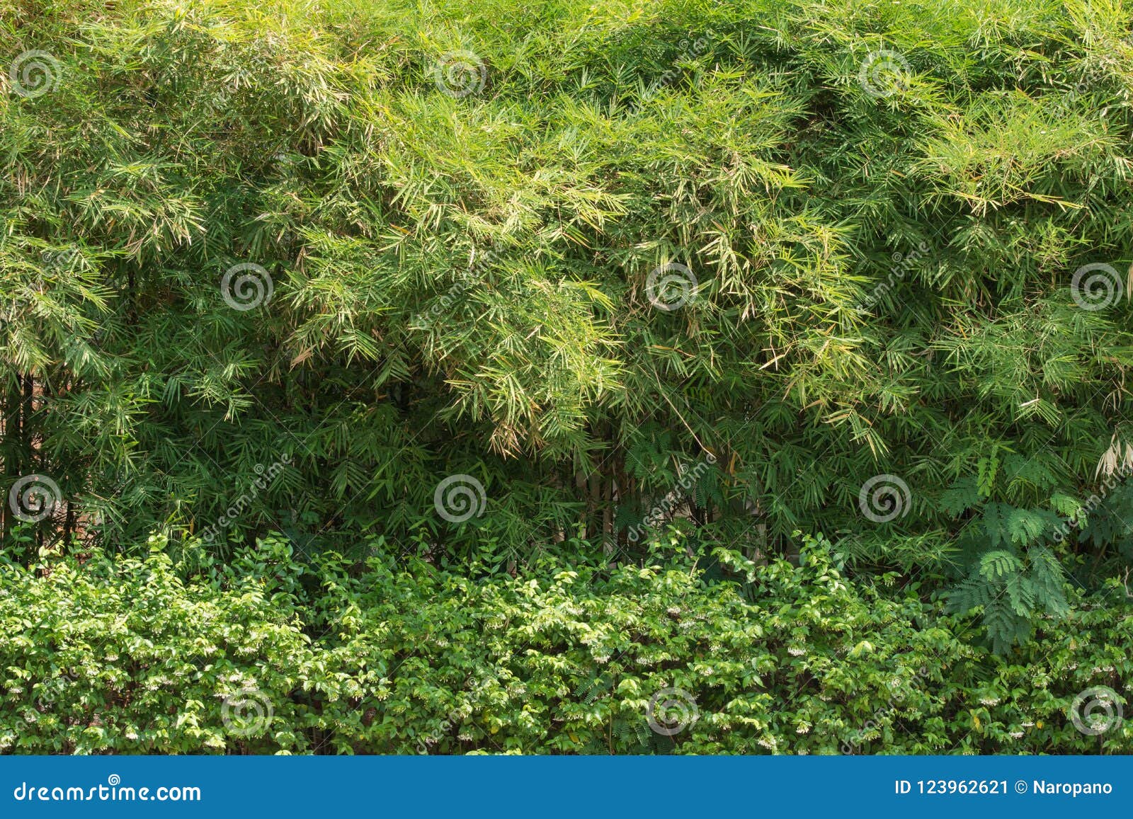 Greenery Leaf Bamboo Background Texture Stock Image - Image of clean ...