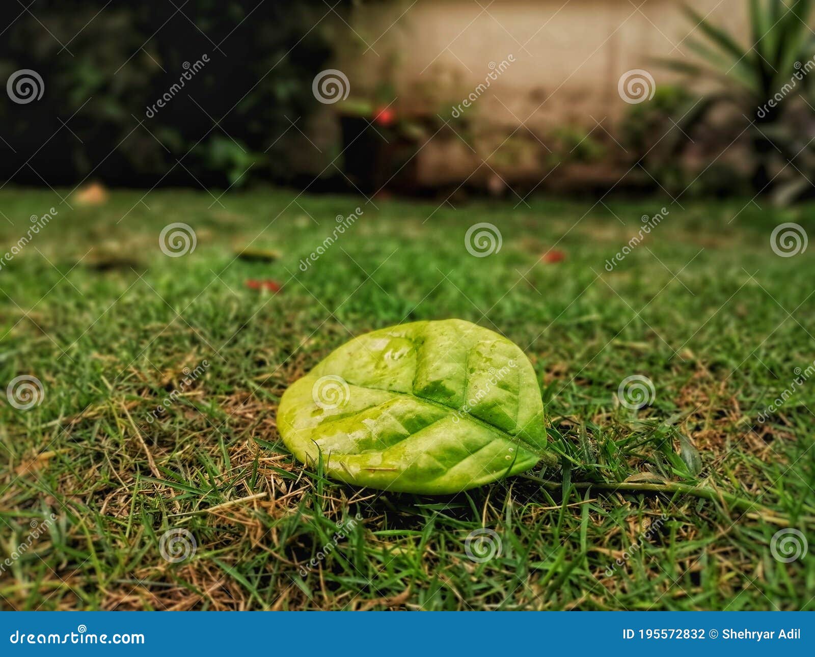 Greenery Leaf Grass Hd 4k Wallpaper Stock Photo - Image of nature ...