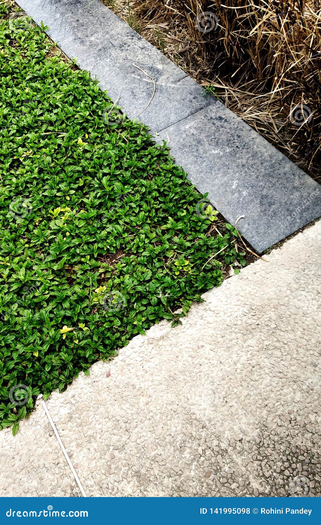 Greenery stock photo. Image of green, greenery, leaves - 141995098