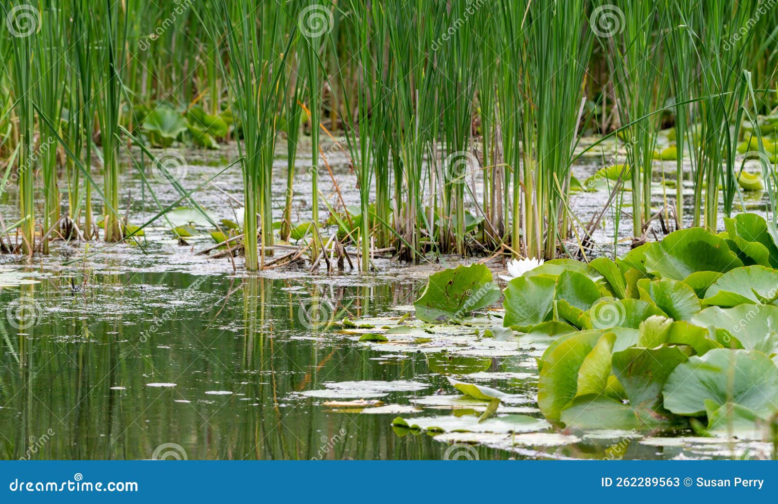 Greenery with Leaves in the Pond, Surrounding Trees Stock Image - Image ...