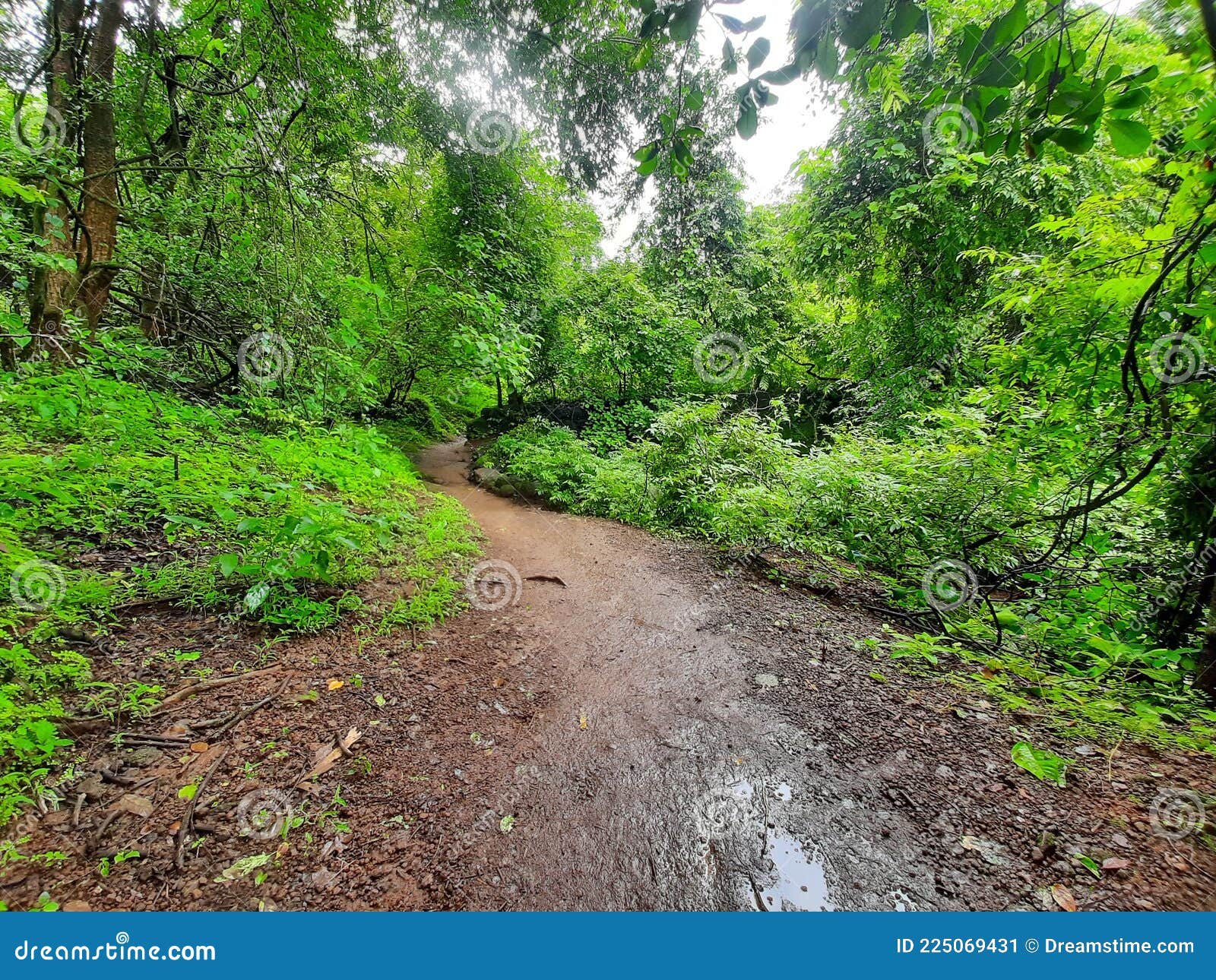 The Greenery that Makes a Way Stock Image - Image of mesmerising ...