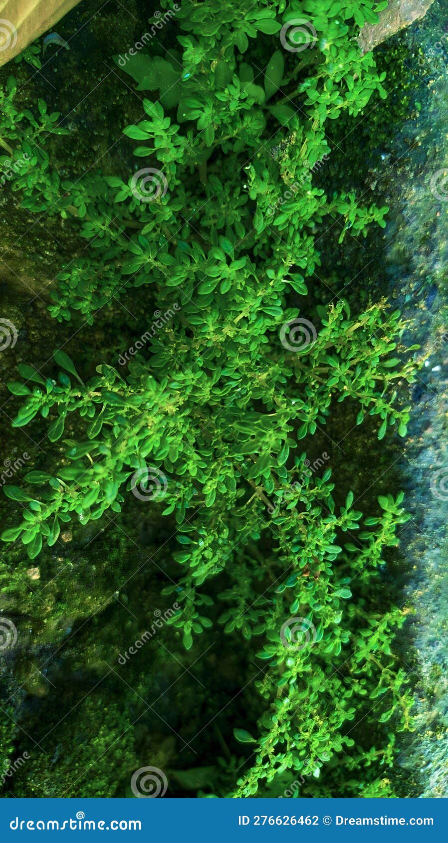 Greenery in the Morning Very Beautiful and Pretty Stock Photo - Image ...