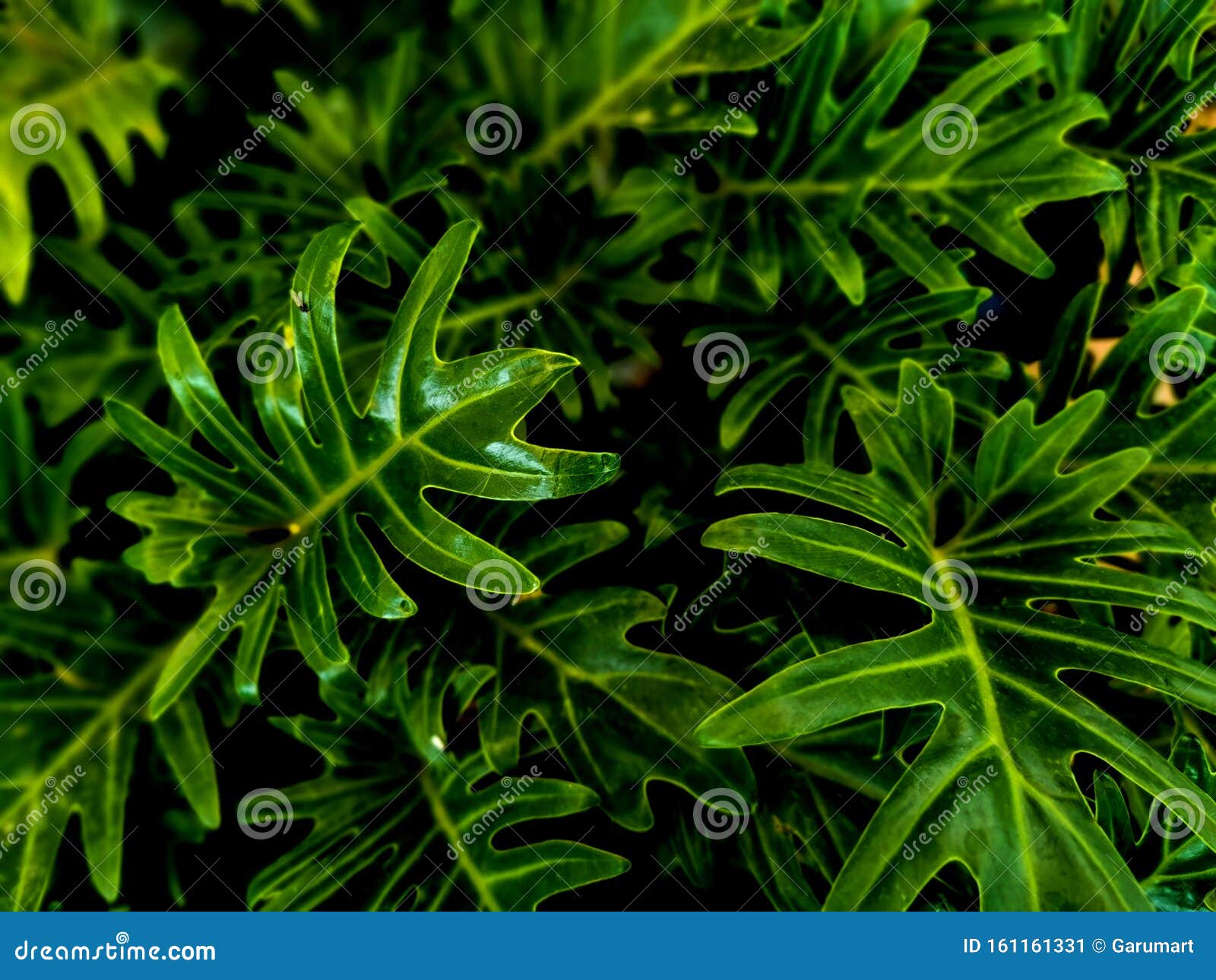 Greenery and Natural Lines on the Leaves of the Bush Stock Image ...