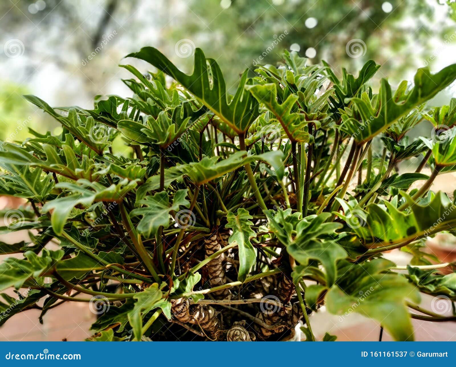 Greenery and Natural Lines on the Leaves of the Bush Stock Image ...