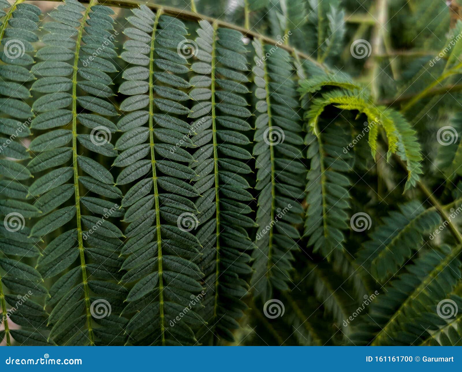 Greenery and Natural Lines on the Leaves of the Bush Stock Photo ...
