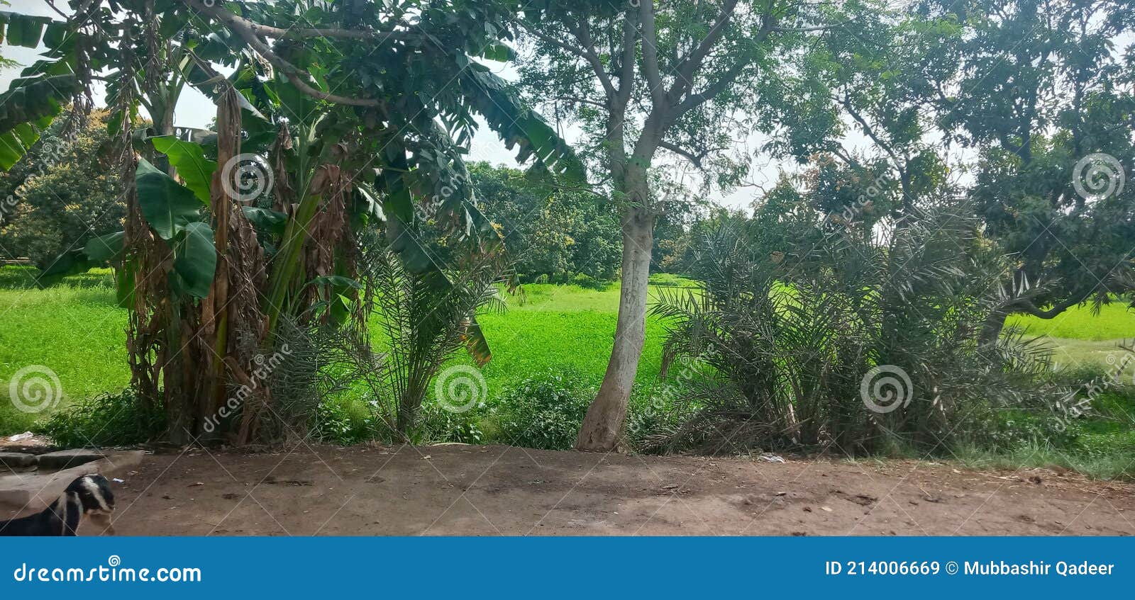 Greenery Nature Greentrees Mud Garden Stock Image - Image of nature ...
