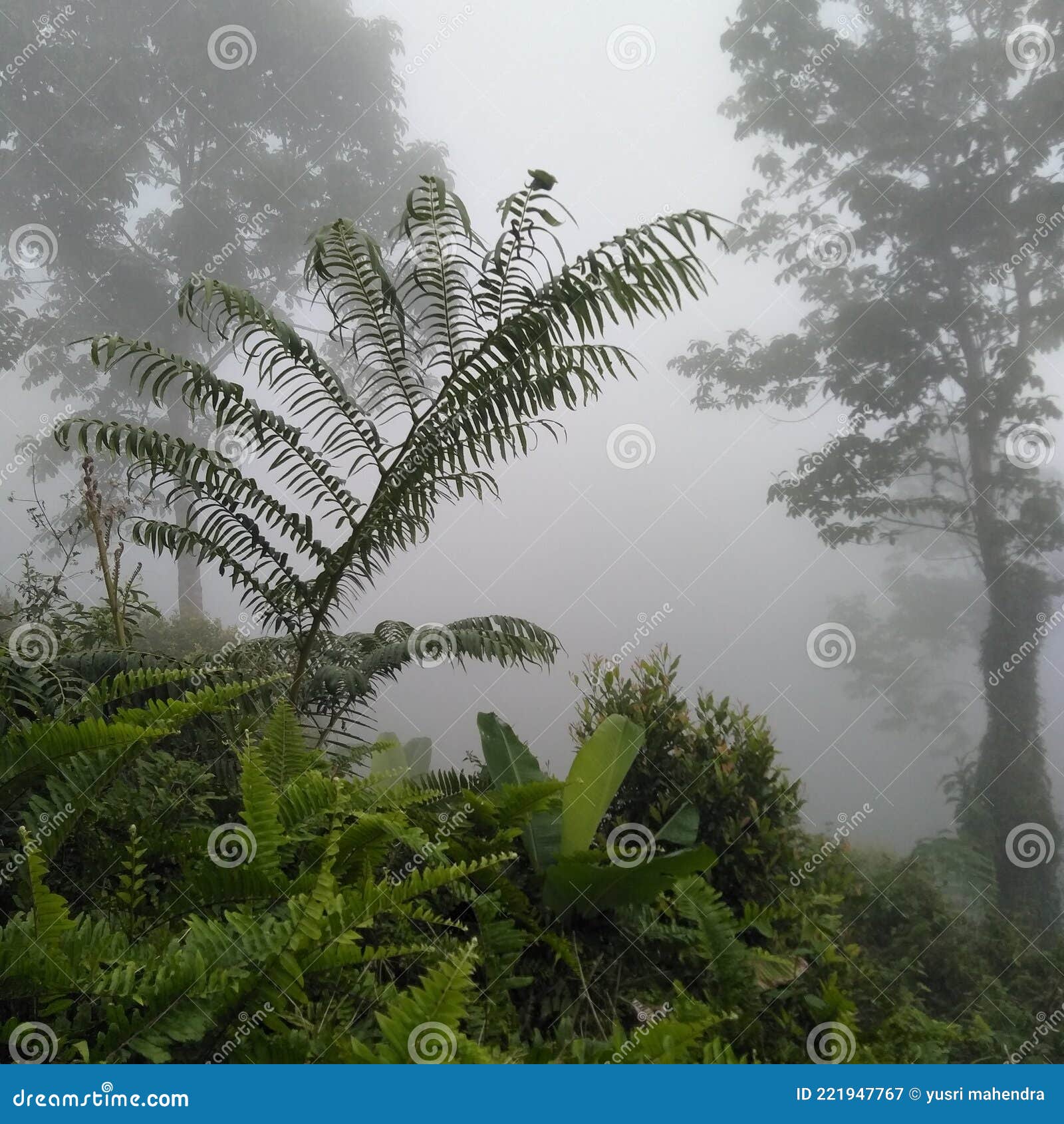 The Greenery of Nature really Makes Me Calm Stock Image - Image of ...