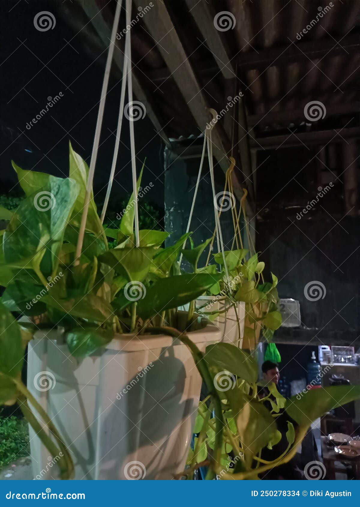 Greenery at Night, with Hanging Pots and Themes Stock Photo - Image of ...