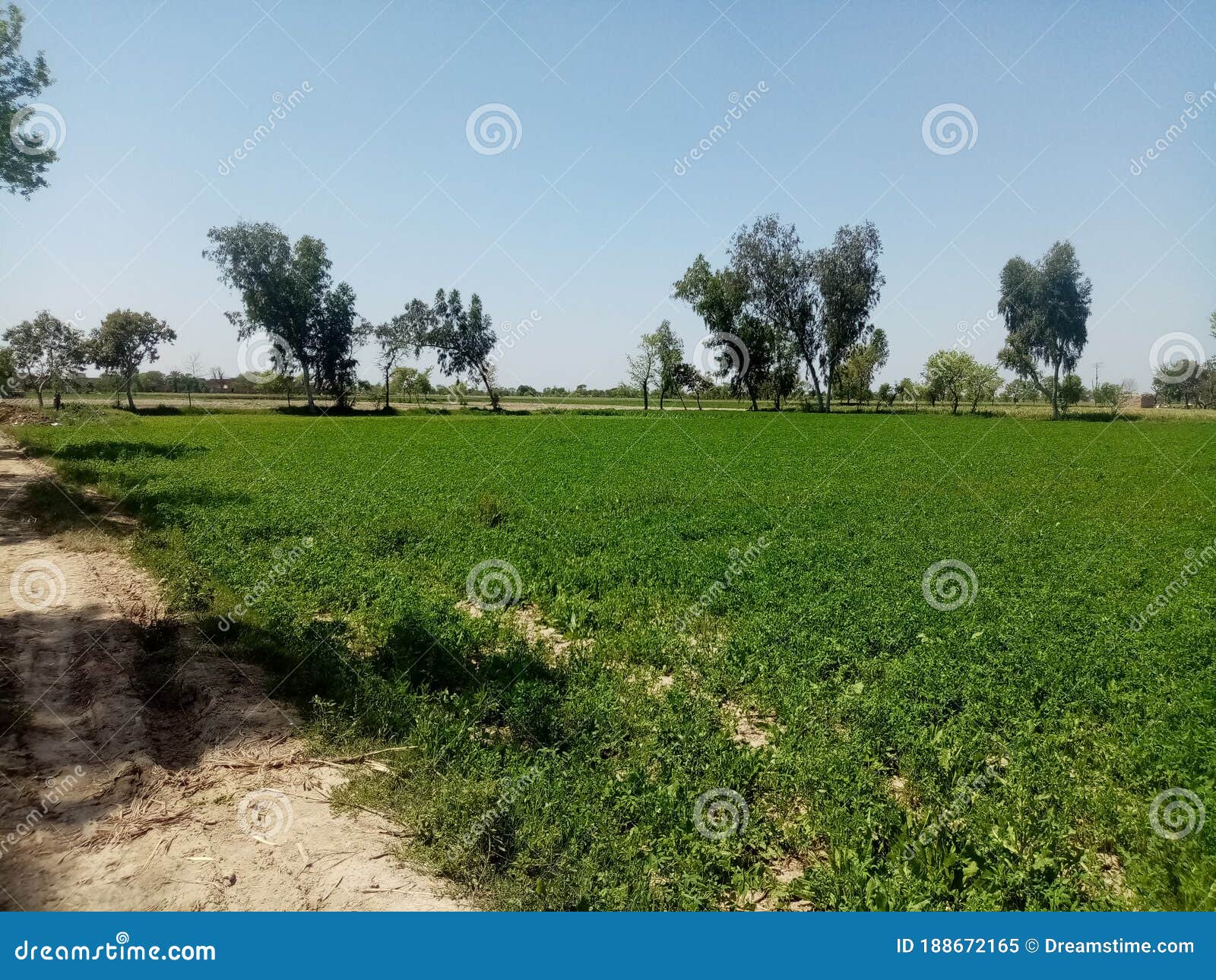 Greenery of Pakistan stock image. Image of soil, plant - 188672165