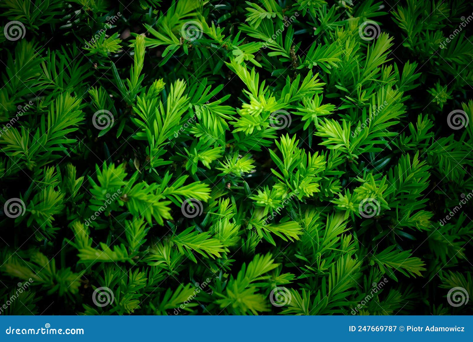 Greenery in the Park, Background with Leaves Stock Image - Image of ...