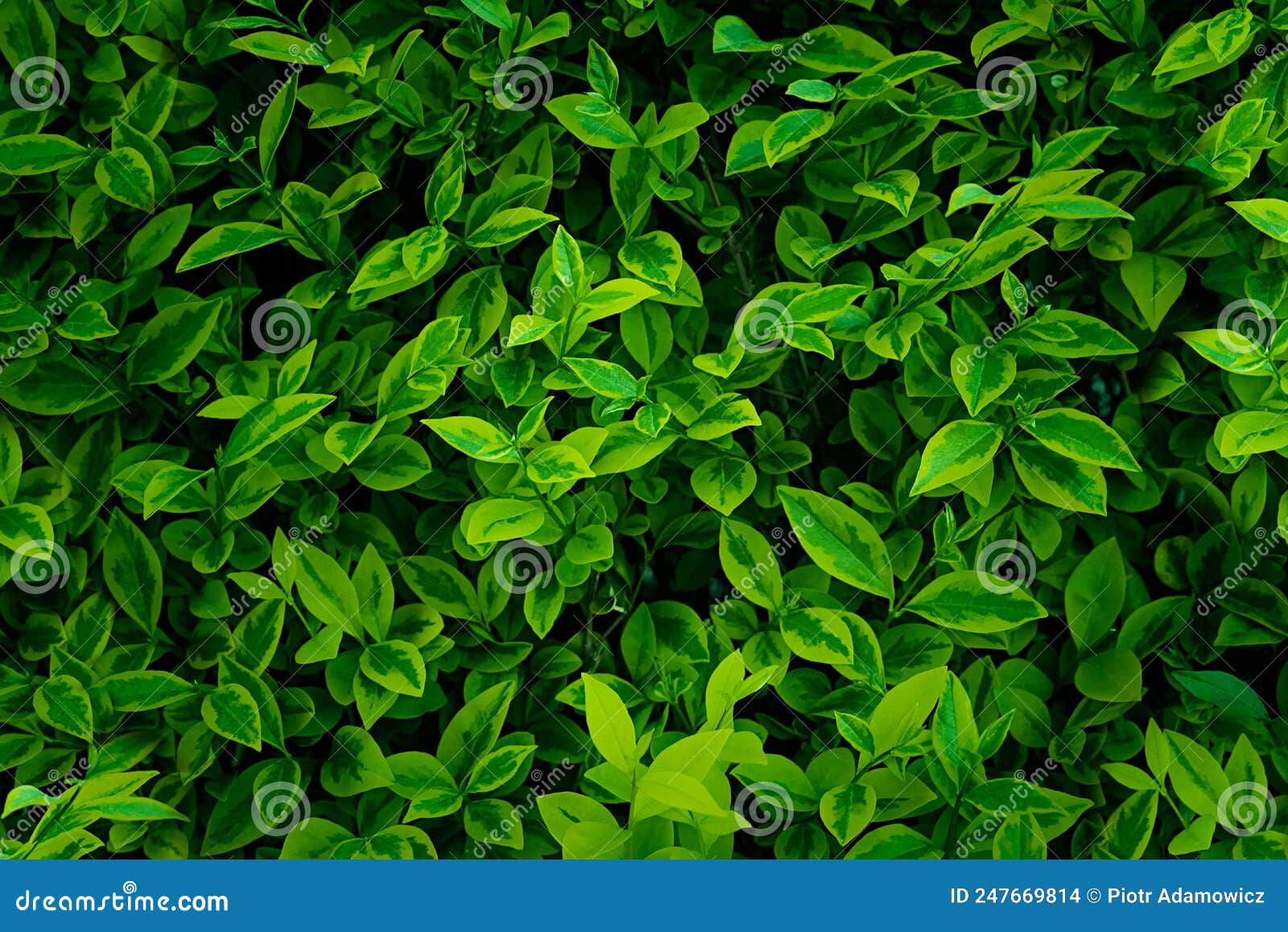 Greenery in the Park, Background with Leaves Stock Photo - Image of ...