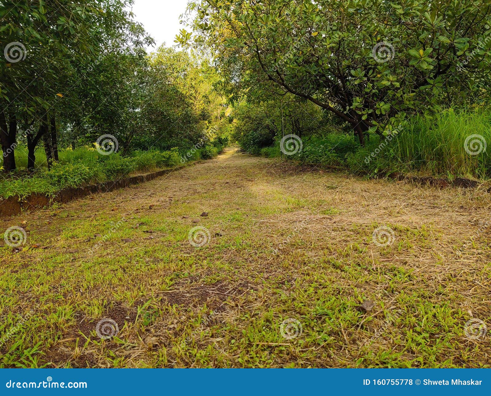 Greenery path stock photo. Image of path, trees, nature - 160755778