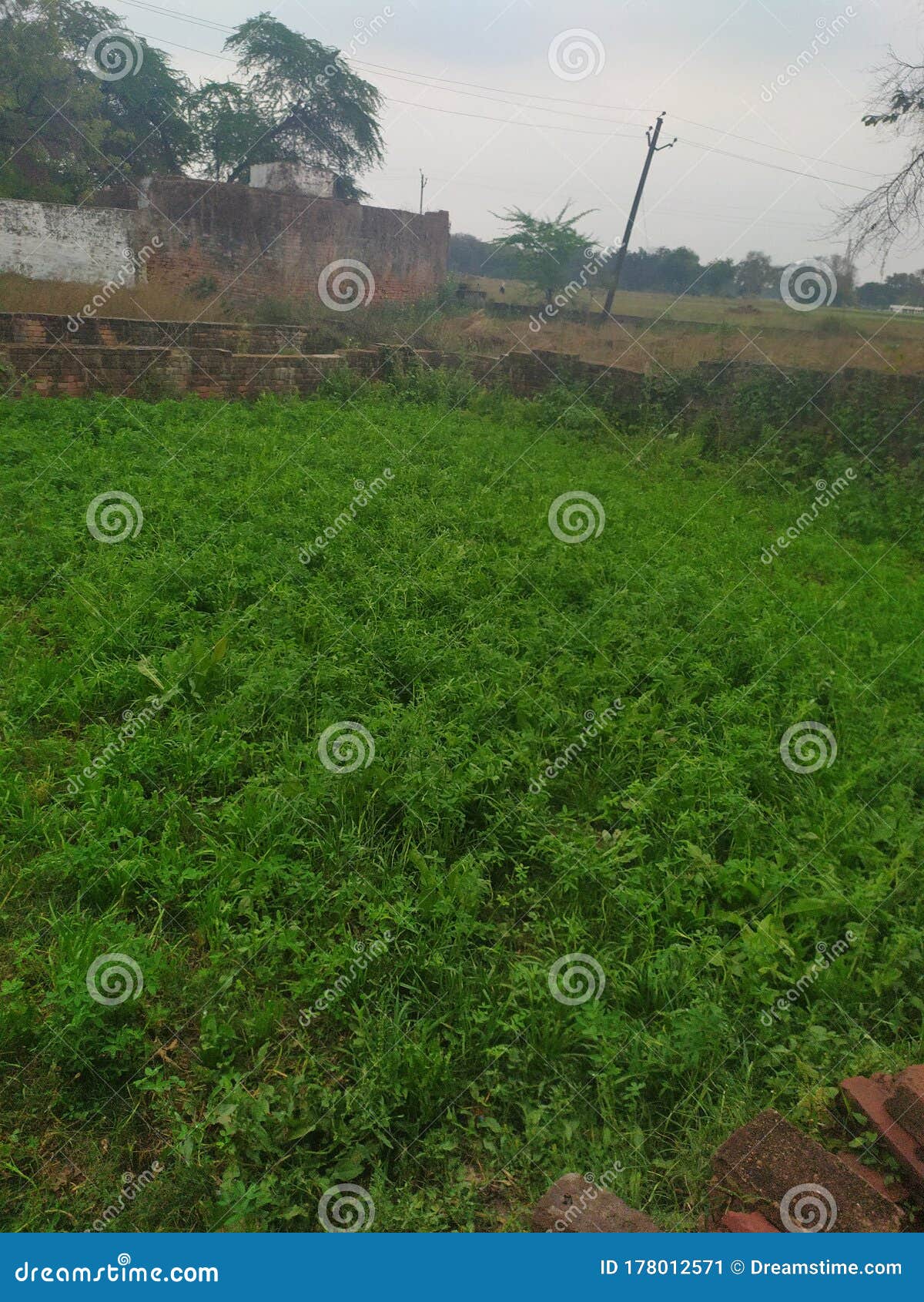 Greenery in the plain. stock image. Image of greenery - 178012571