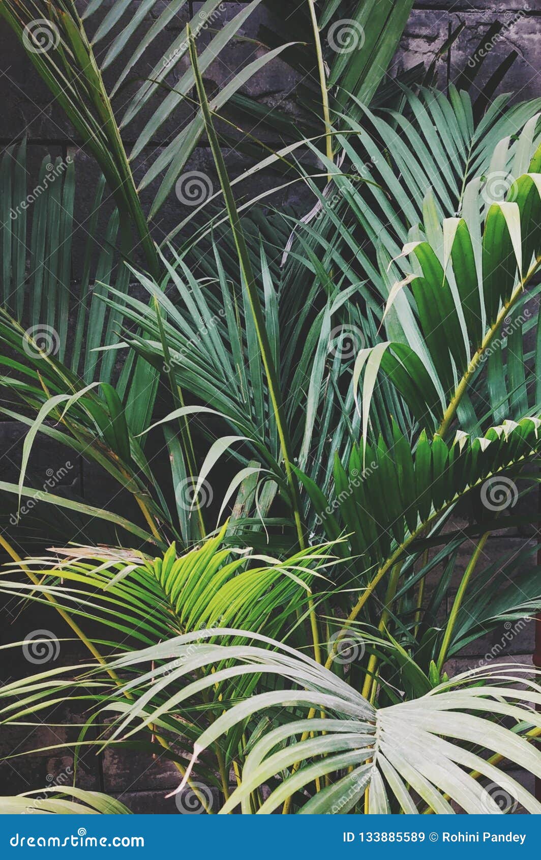 Greenery stock image. Image of greenery, life, plant - 133885589