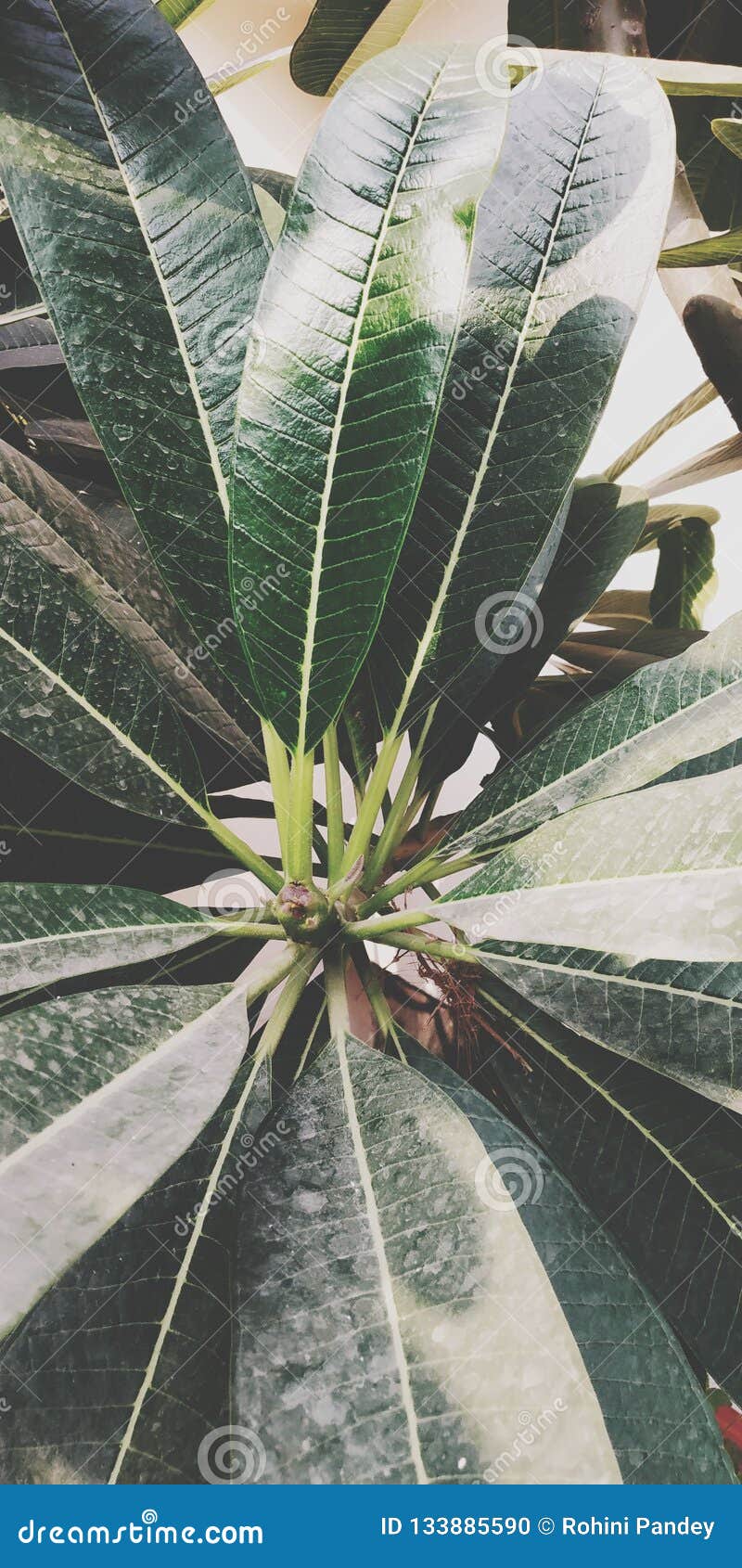 Greenery stock photo. Image of plant, life, greenery - 133885590