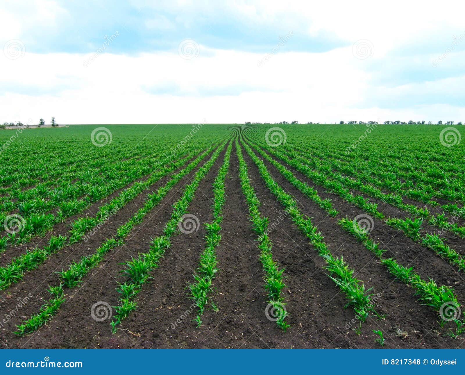 Greenery plantation stock photo. Image of greenery, ground - 8217348