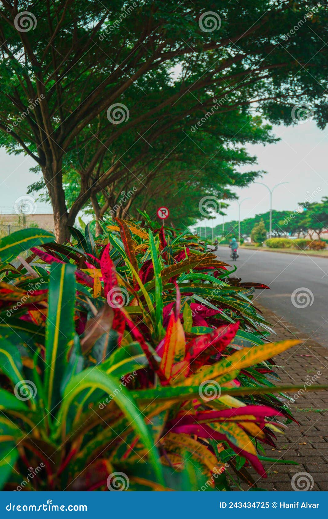 Greenery Planted on the Shoulder of the Road To Beautify the Road ...