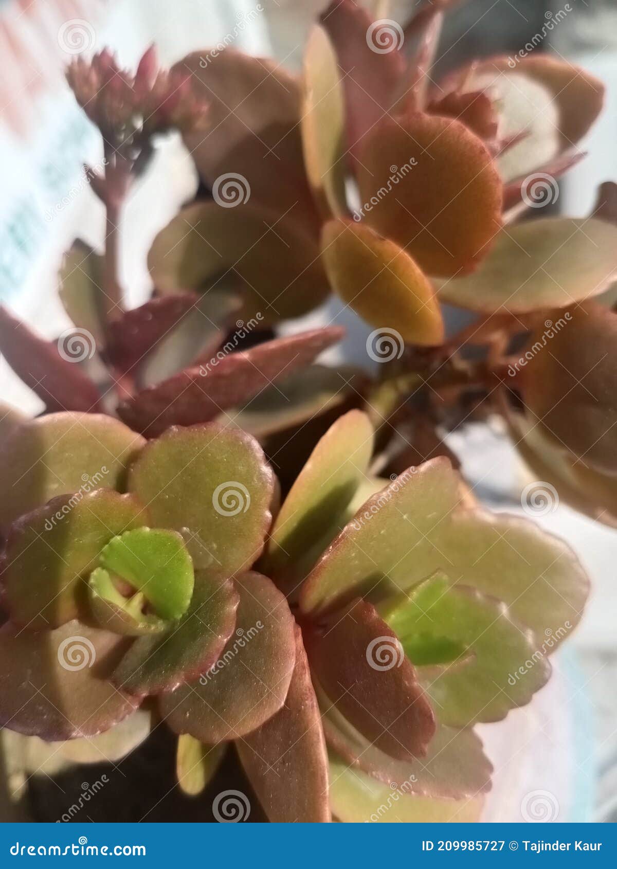 Greenery in a pot stock image. Image of nature, plant - 209985727