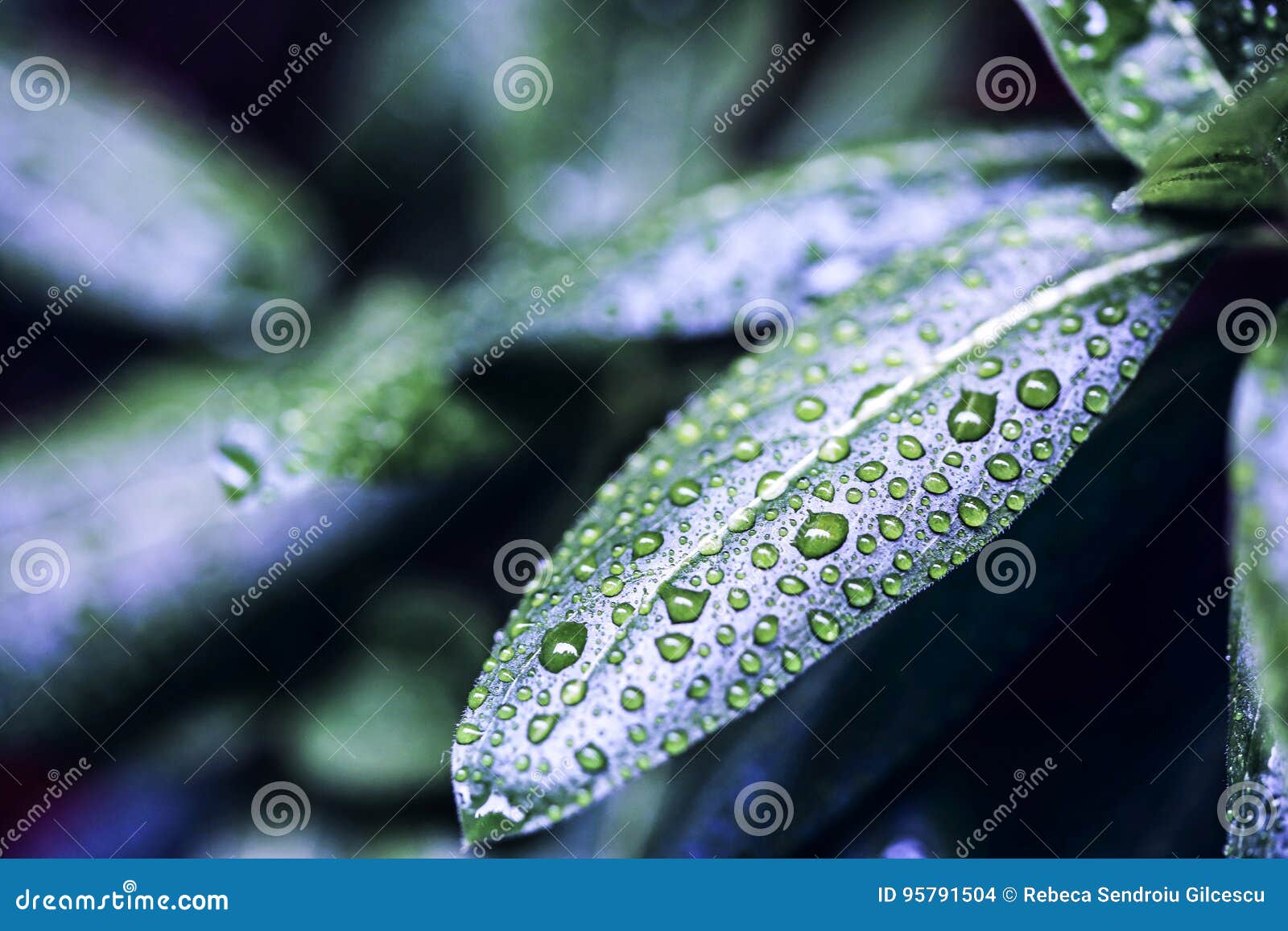 Greenery stock photo. Image of moisture, green, water - 95791504