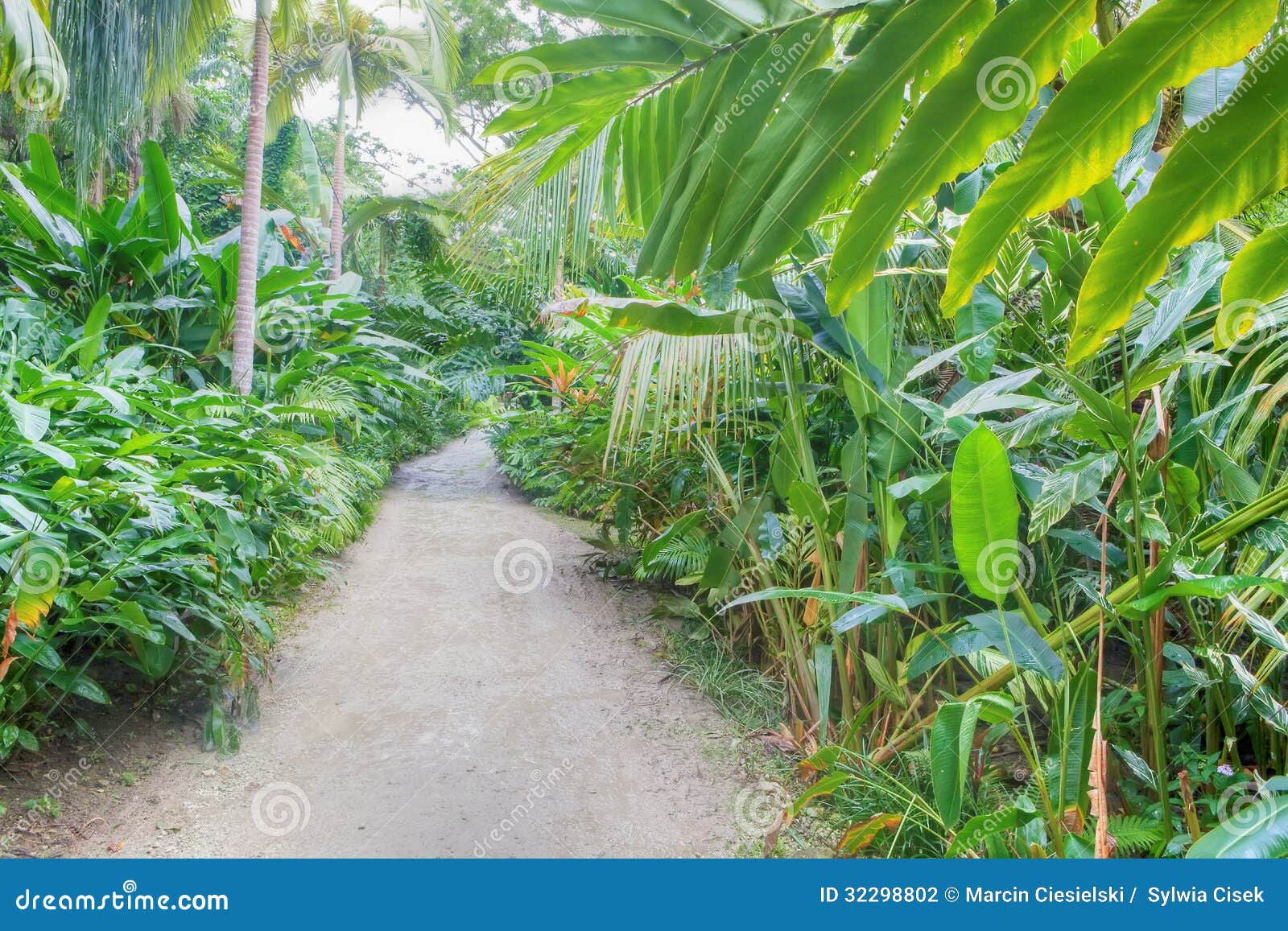 Greenery of rainforest stock photo. Image of path, environment - 32298802