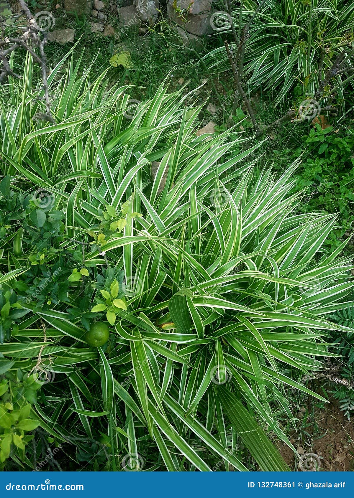 Greenery stock image. Image of soothing, look, refreshing - 132748361