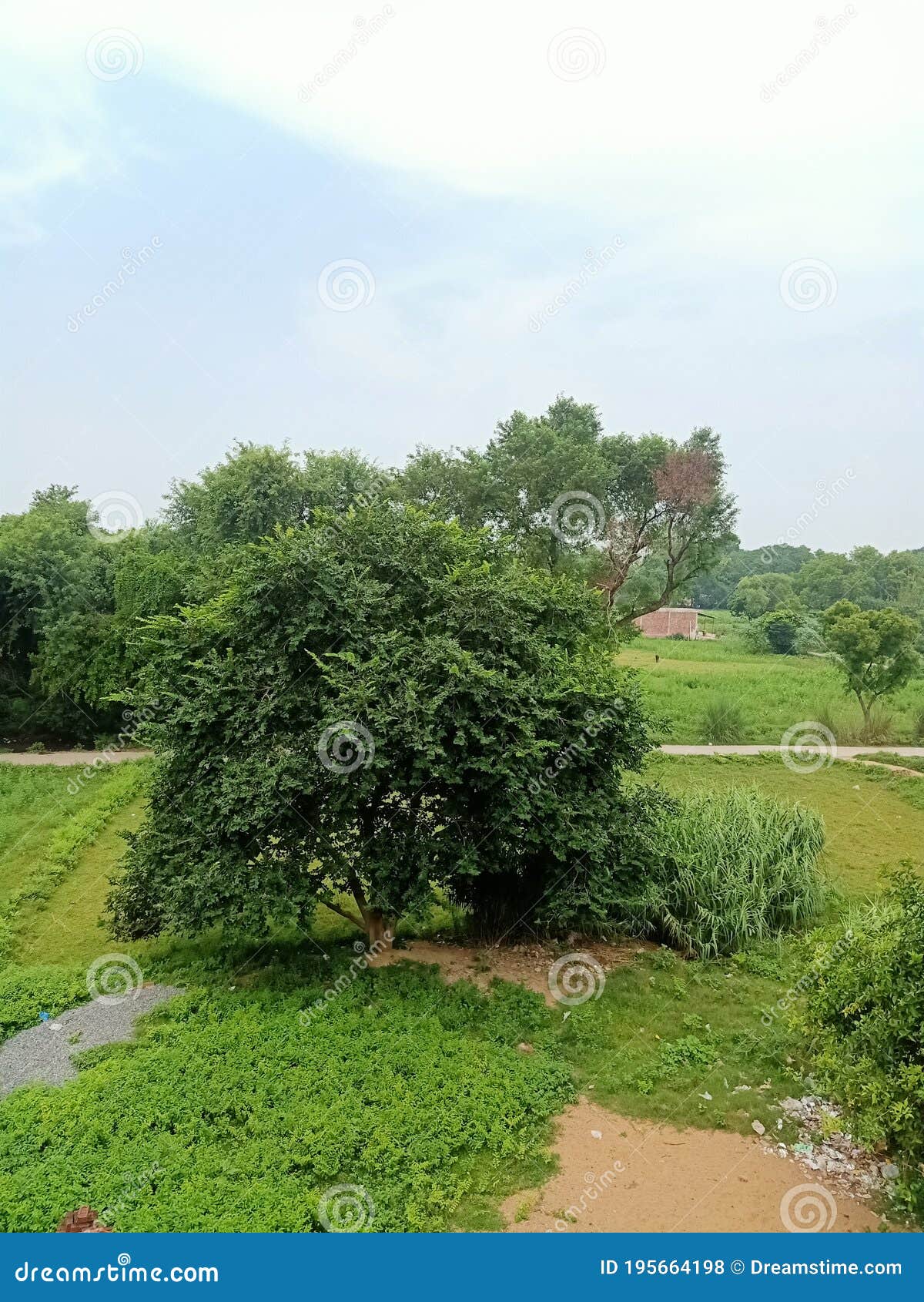 Greenery ,a Refreshing Mood Stock Photo - Image of mood, refresh: 195664198