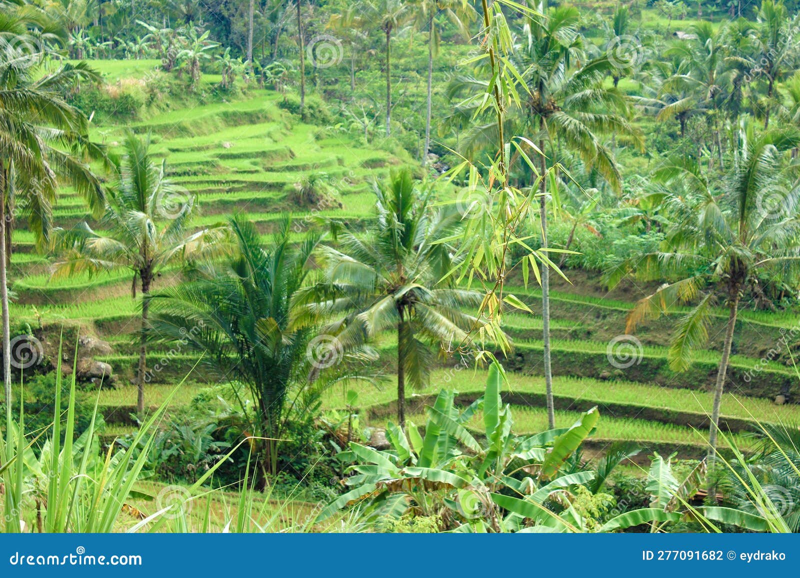 Greenery Rice Fields and Palm Trees in a Natural Landscape Stock Photo ...