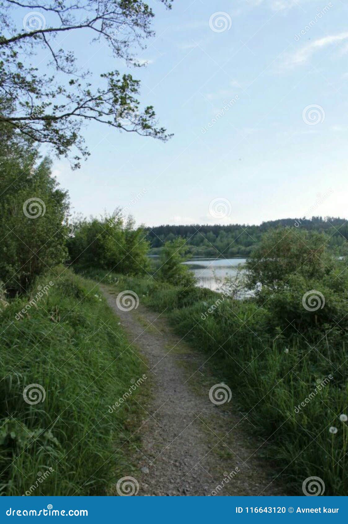Greenery stock photo. Image of road, beautiful, trees - 116643120