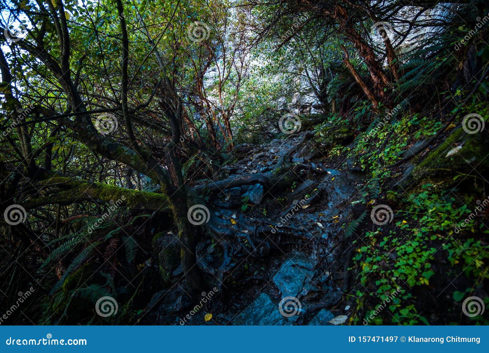 A Greenery Scene of Nature. Small Waterfalls in the Walkway after ...