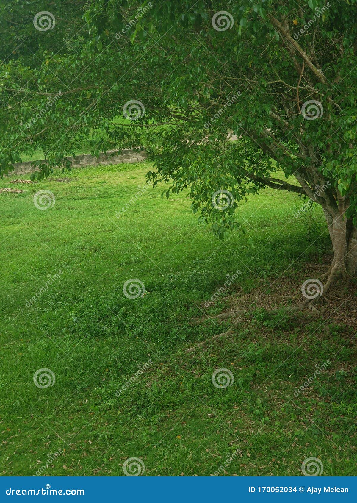 Greenery scene stock photo. Image of greenery, scene - 170052034