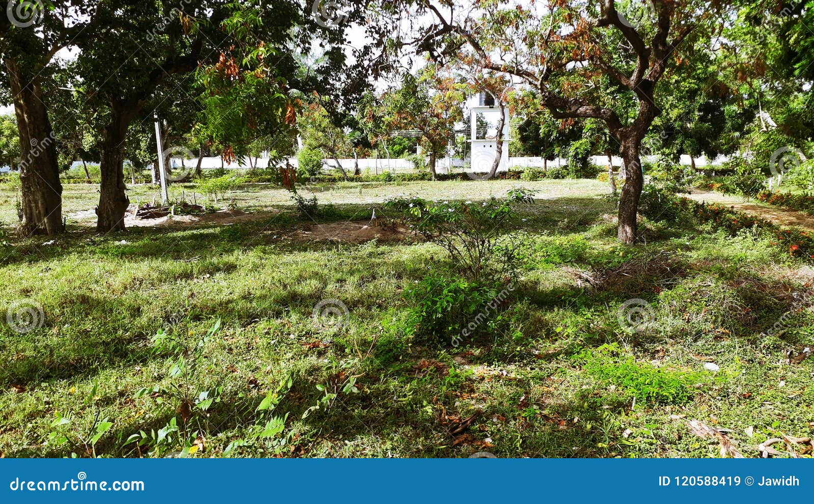 Greenery Scene trees stock image. Image of trees, garden - 120588419