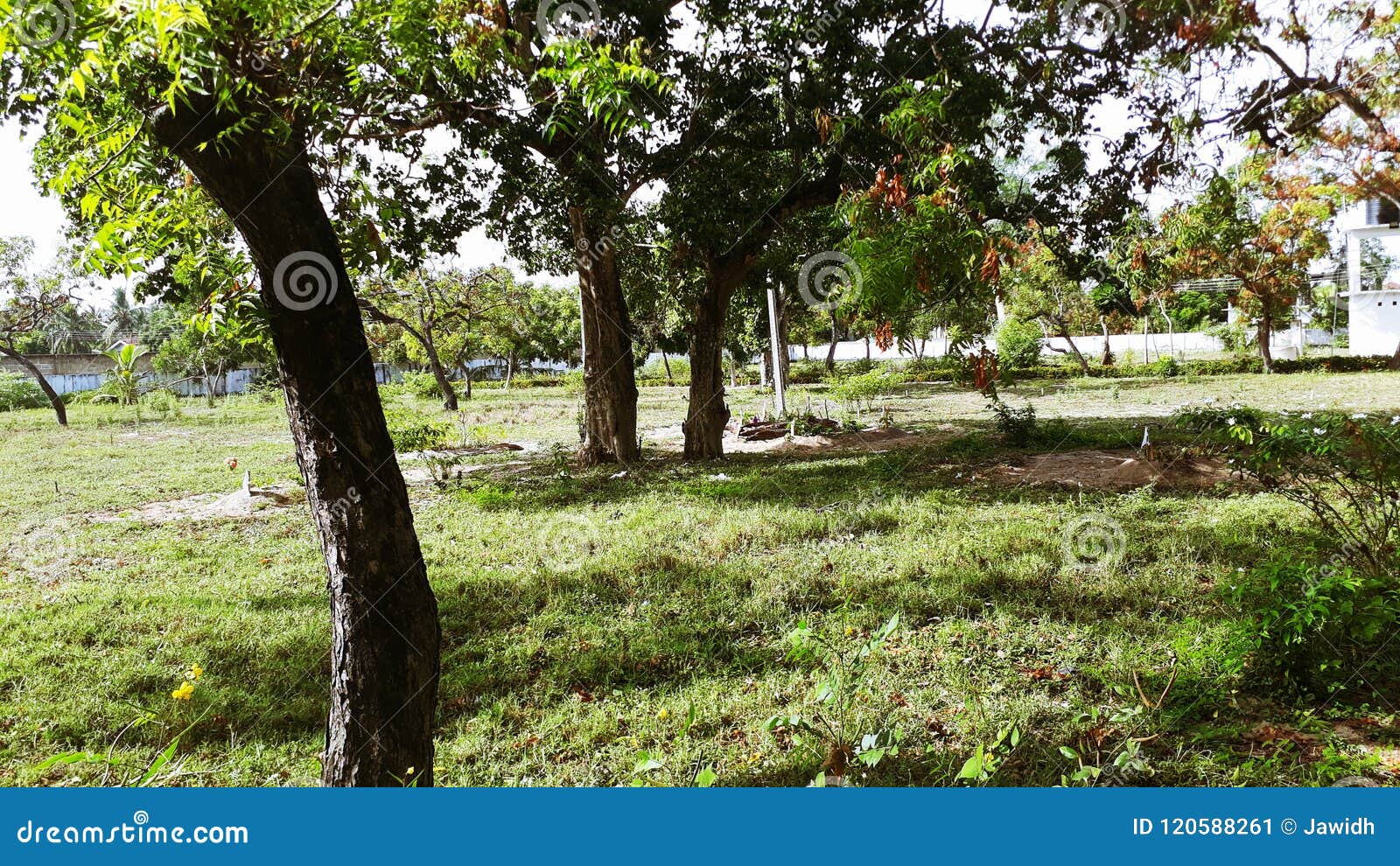 Greenery Scene trees stock image. Image of trees, beautiful - 120588261