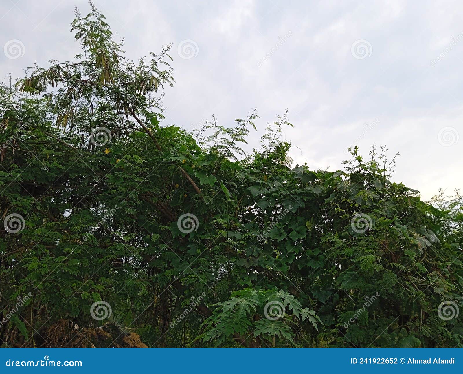 Greenery and sky view stock photo. Image of flower, produce - 241922652